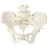 Axis Scientific Flexible Female Pelvis Anatomy Model from Durable ...