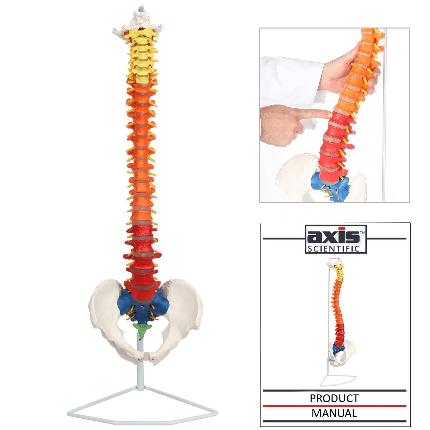 Axis Scientific Flexible Spine Model, 31" Life Size Didactic Spinal ...