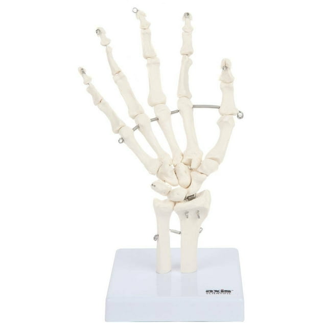 Axis Scientific Hand Skeleton Including Ulna and Radius - Left ...