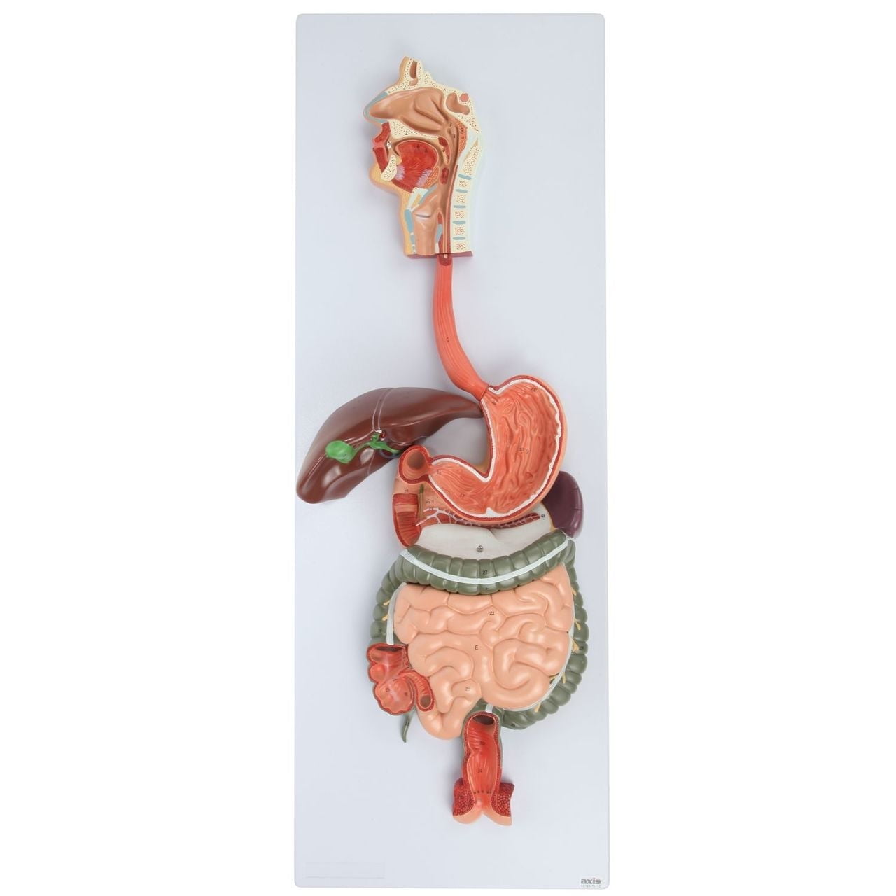 Axis Scientific Human Digestive System Model | Half Life-Size Digestive ...