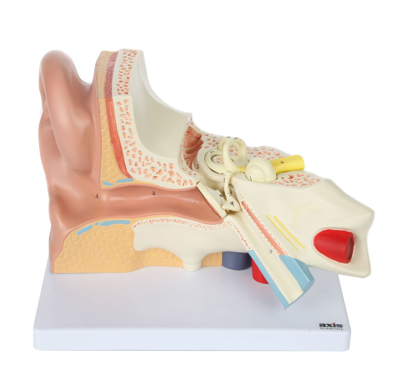 Axis Scientific Human Ear Model, 5 Times Enlarged 4 Dimensional Model ...