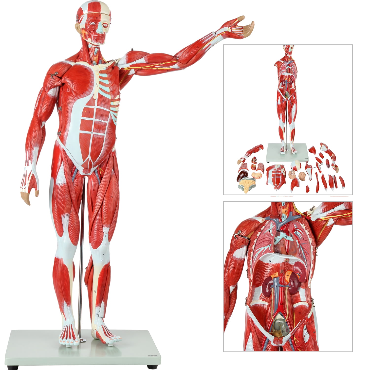 Axis Scientific Human Muscle and Organ Model, 27-Part Half Life-Size ...