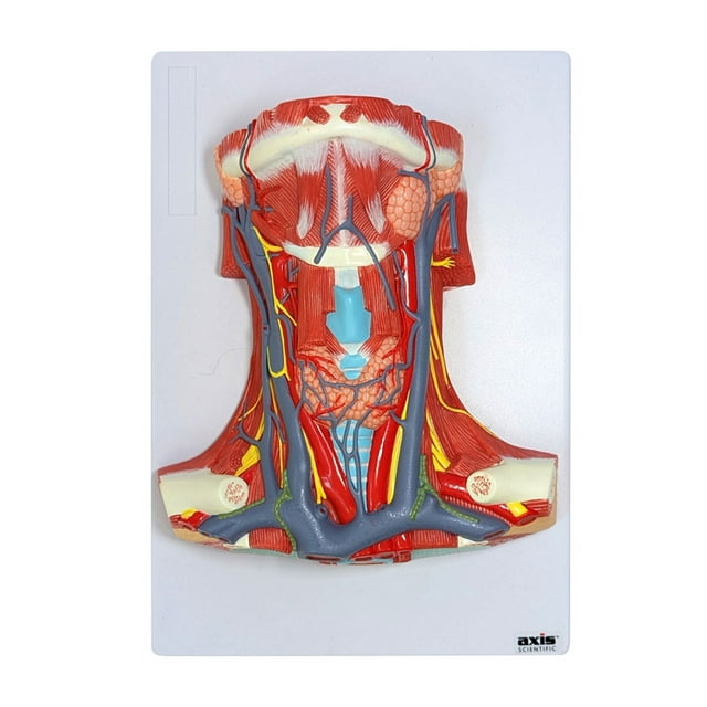 Axis Scientific Human Neck and Throat Model | View Into Throat Showing ...