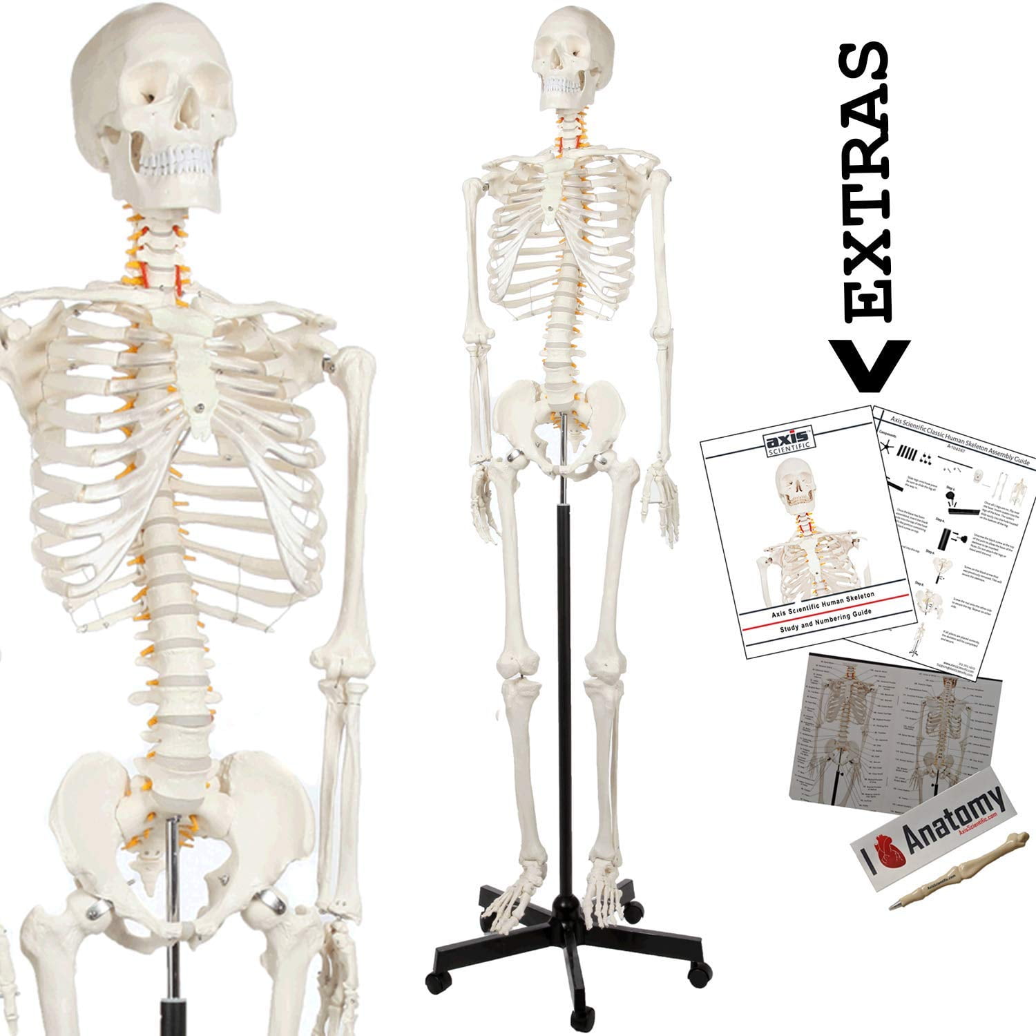 "Axis Scientific Life-Size Skeleton Model, Realistic 5'6"", 206 Bones ...
