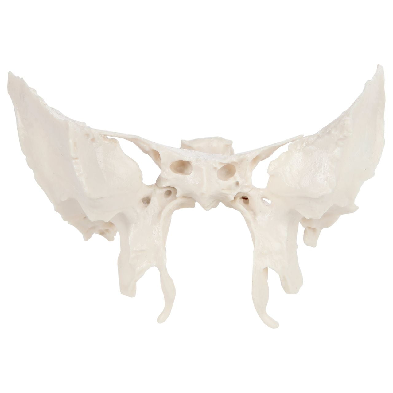 Axis Scientific Human Sphenoid Bone Model | Cast From a Real Human ...