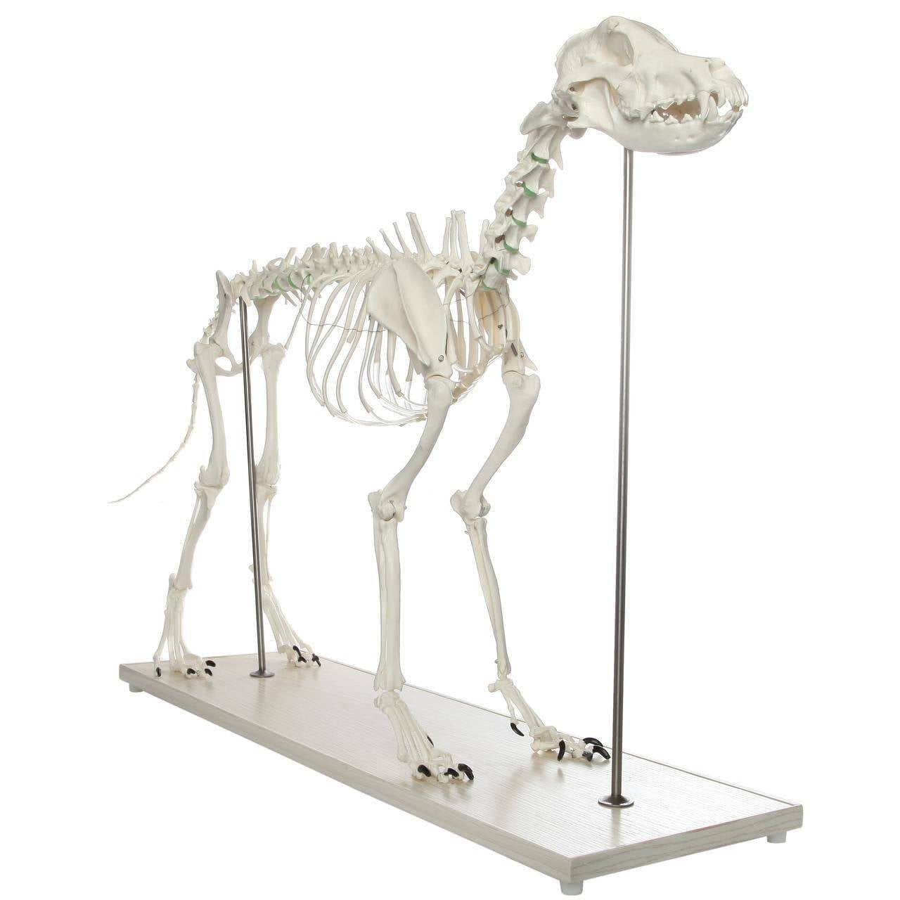 Axis Scientific Large Canine - Flexible Articulation on Base - Walmart.com