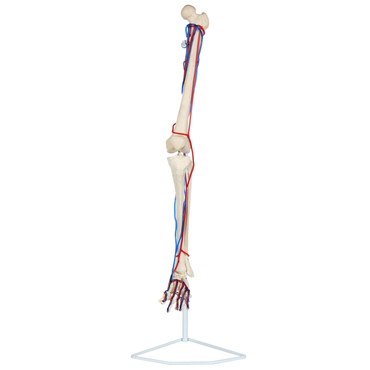 Axis Scientific Leg Skeleton with Vasculature Anatomy Model - Life-Size ...