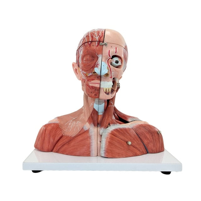 Axis Scientific Life-Size Head and Neck Anatomy Model, 19-Parts ...