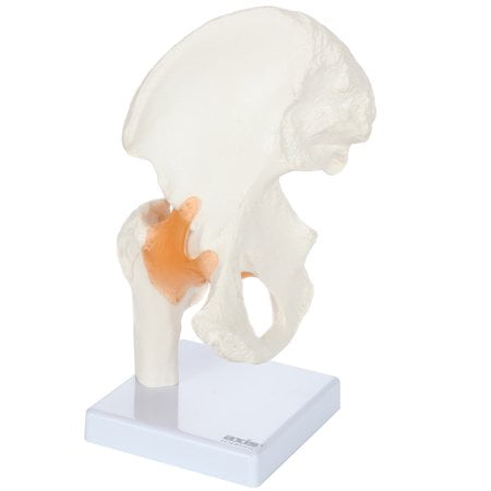 Axis Scientific Life Size Hip Bone Model – Premium Hip Joint Model with ...