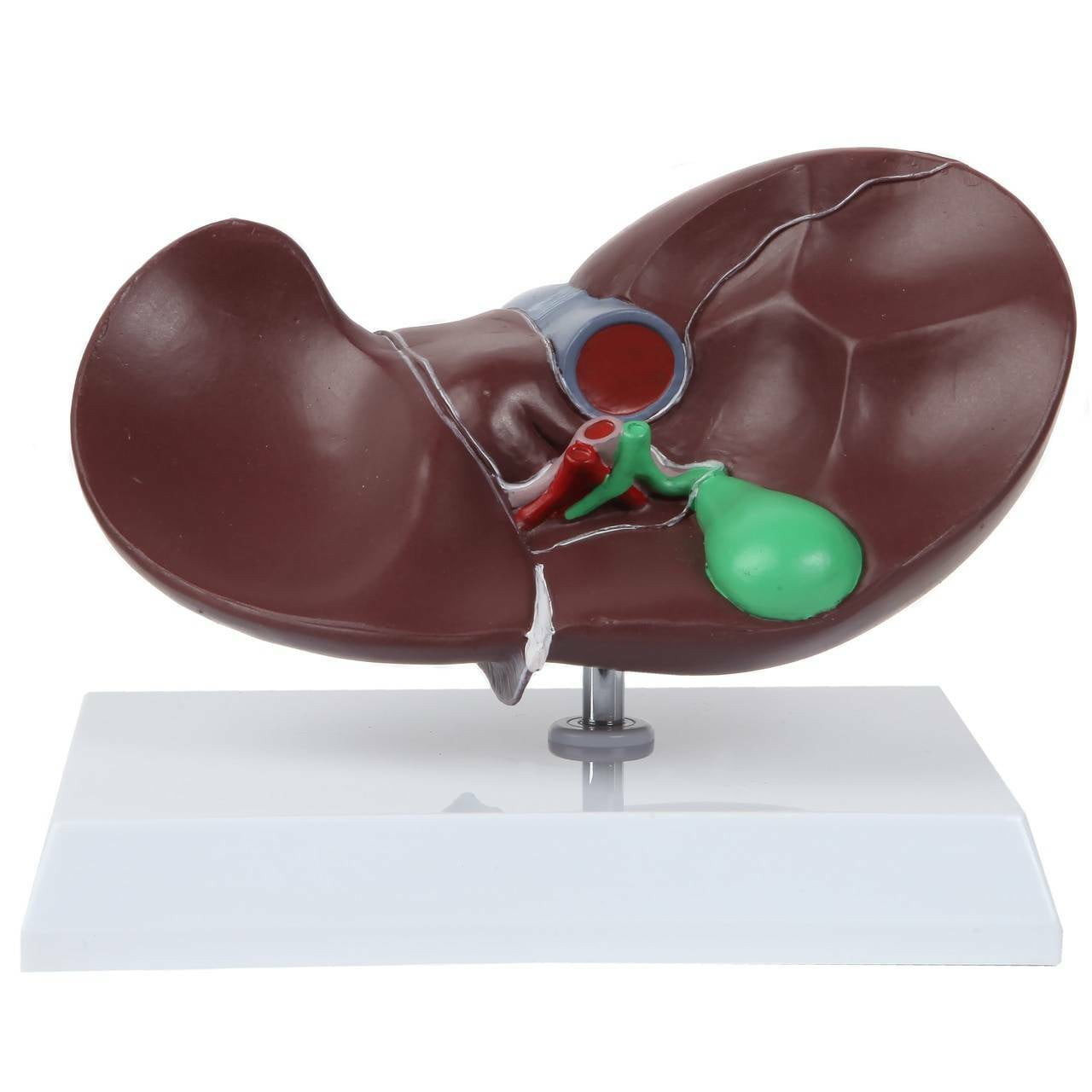 Axis Scientific Life-Size Human Liver Anatomy Model - Walmart.com