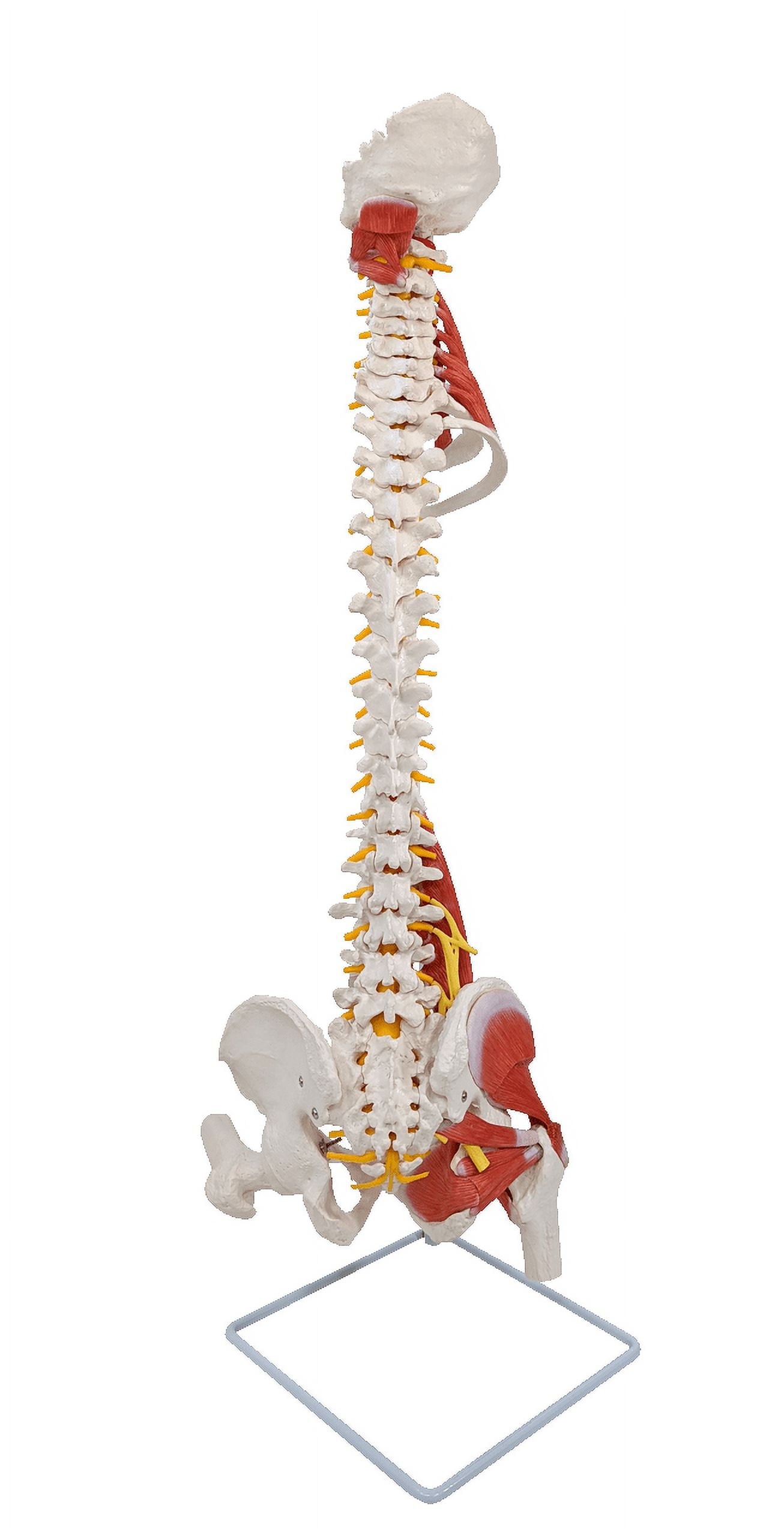 Axis Scientific Life-Size Human Spine with Vertebrae, Nerves, Pelvis ...