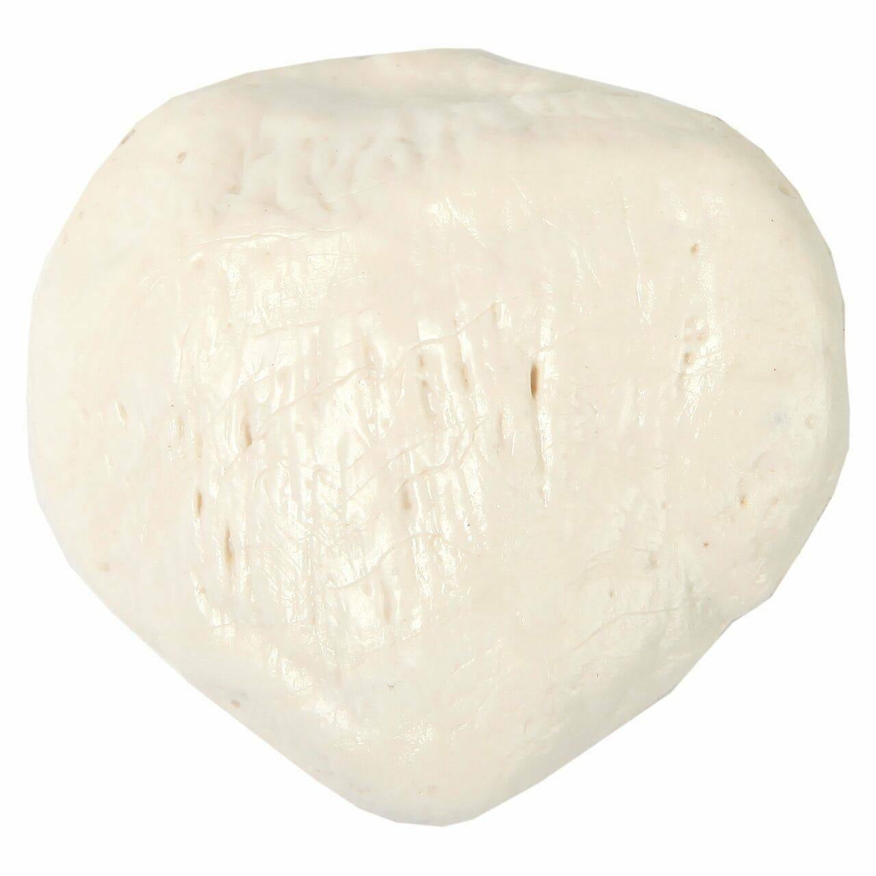 Axis Scientific Life-Size Patella Bone Model, Cast from a Real Human ...