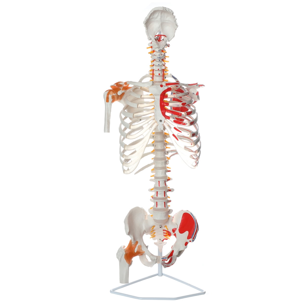 Axis Scientific Life-Size Skeletal Human Torso with Glenohumeral and ...