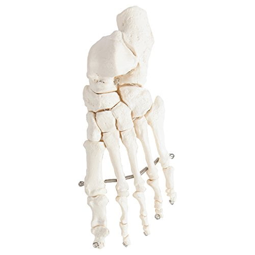Axis Scientific Life-Size Skeletal Left Foot Anatomy Model - Flexible ...