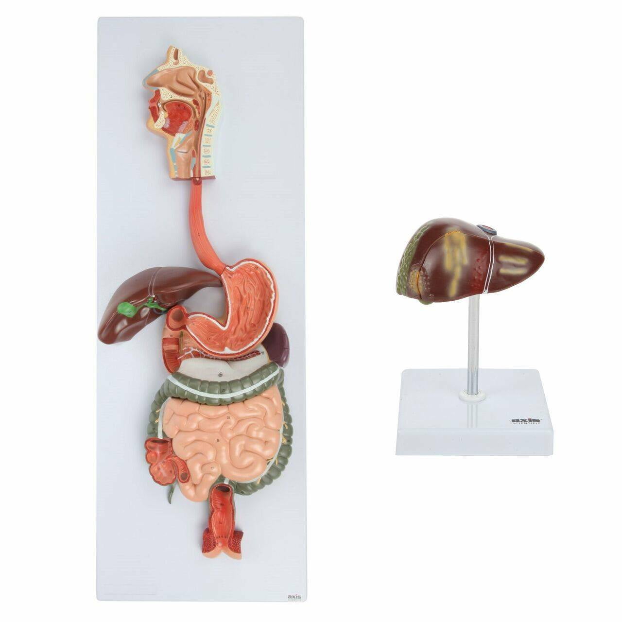 Axis Scientific Human Digestive System Anatomy Model and Diseased Liver ...