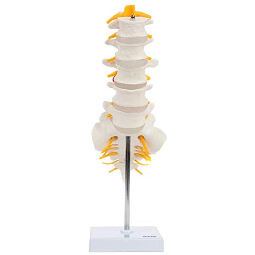 Axis Scientific Lumbar Spine Anatomy Model with Sacrum and Spinal ...
