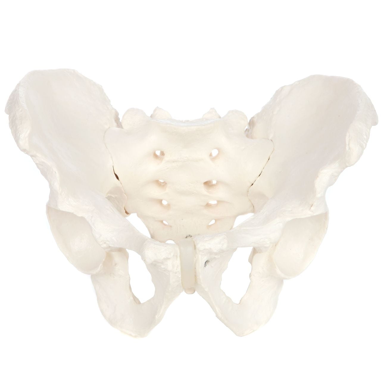 Axis Scientific Male Pelvis Anatomy Model for Classrooms - Walmart ...