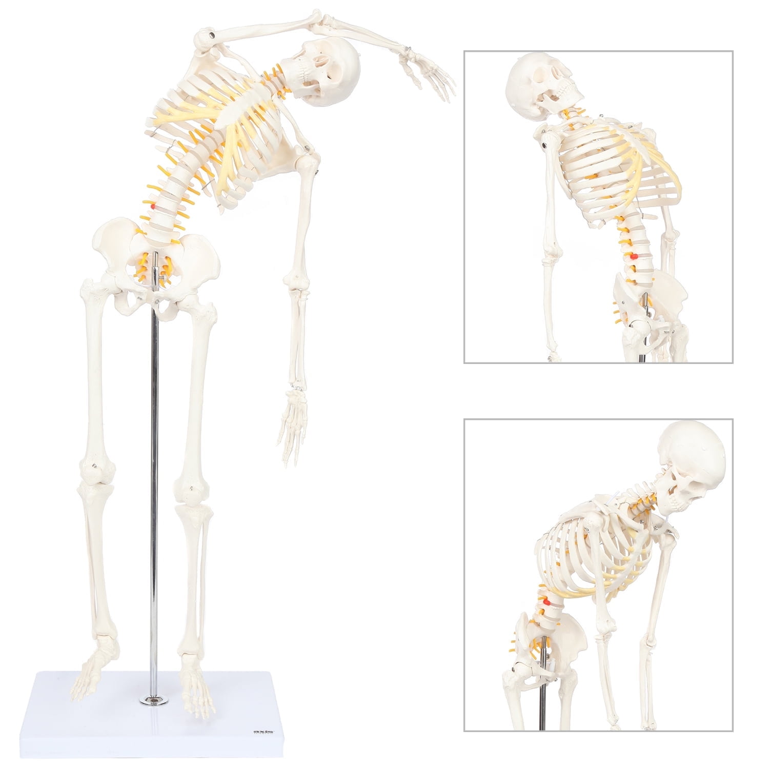 Mini Human Flexible Skeleton Model with Stand, 34" Tall Skeleton ...