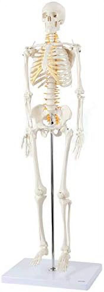 Axis Scientific Mini Human Skeleton Model with Metal Stand, 31" Tall ...