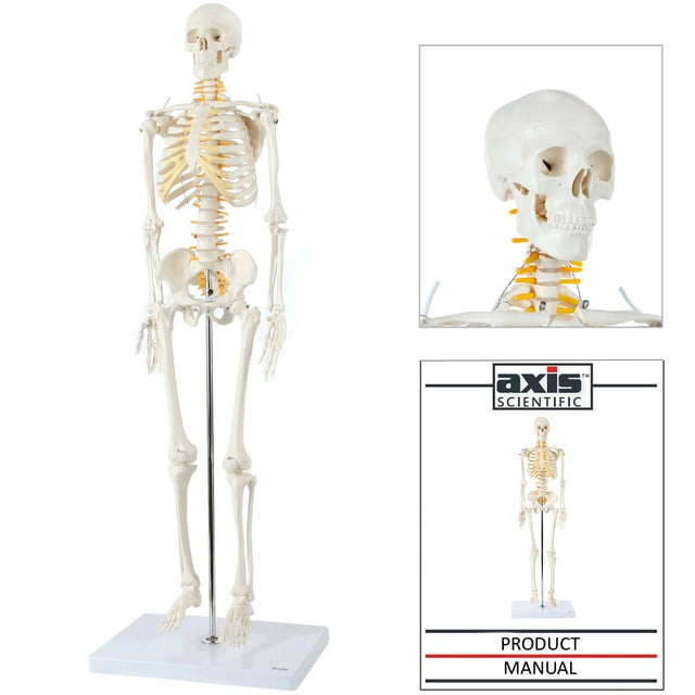 Axis Scientific Mini Human Skeleton Model with Metal Stand, 31" Tall ...