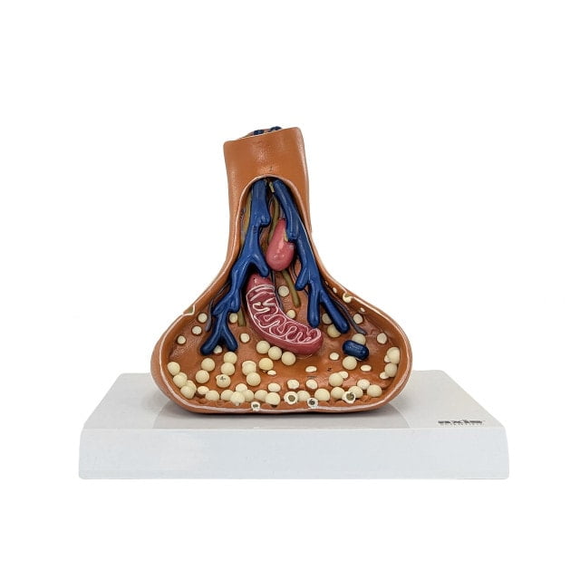 Axis Scientific Model Of A Synapse, Enlarged, Numbered - Human anatomy ...