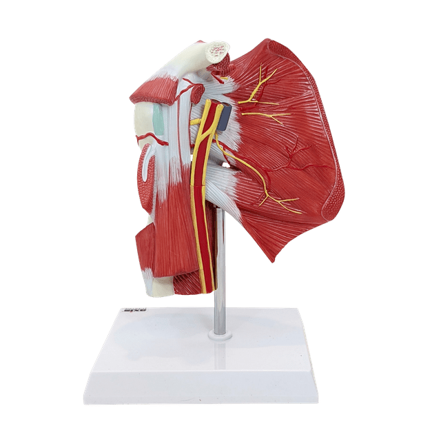 Axis Scientific Muscled Shoulder Joint Model – Shows Complete Shoulder ...