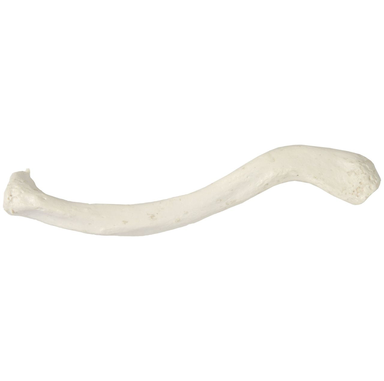Axis Scientific Right Clavicle Bone Model, Life Size Human Collarbone ...