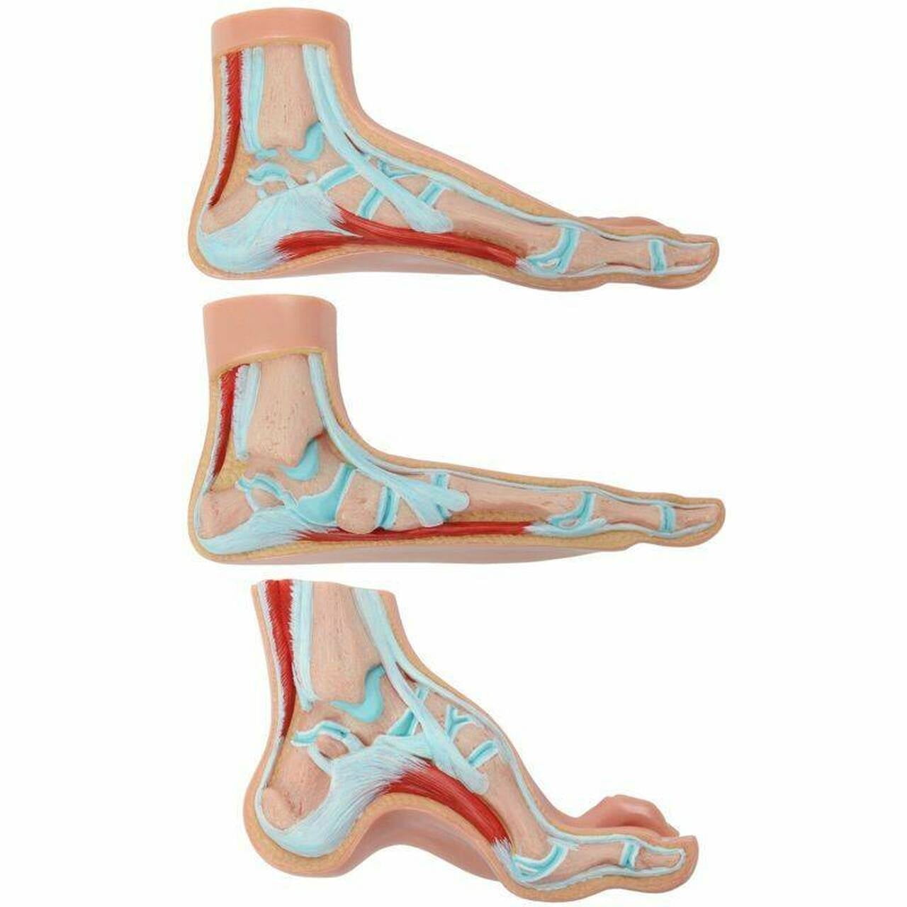 Axis Scientific Anatomy Model of Human Foot | Podiatry Model is a Set ...