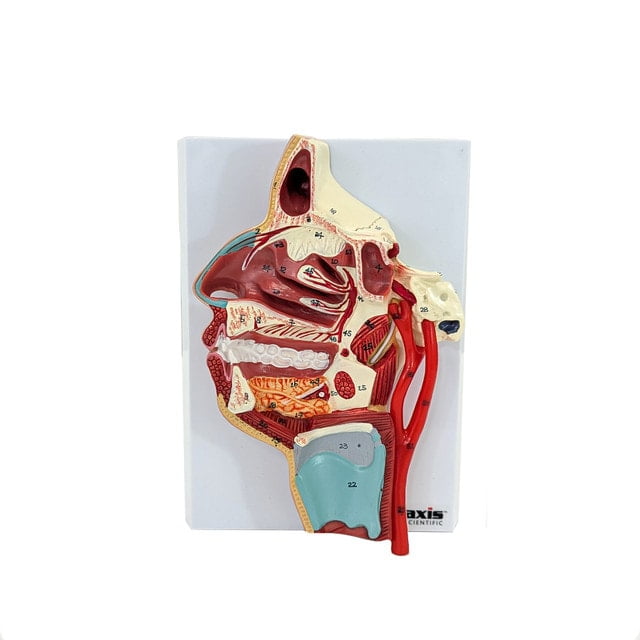 Axis Scientific Sinus and Nasal Cavity Anatomy Model, Median Section ...