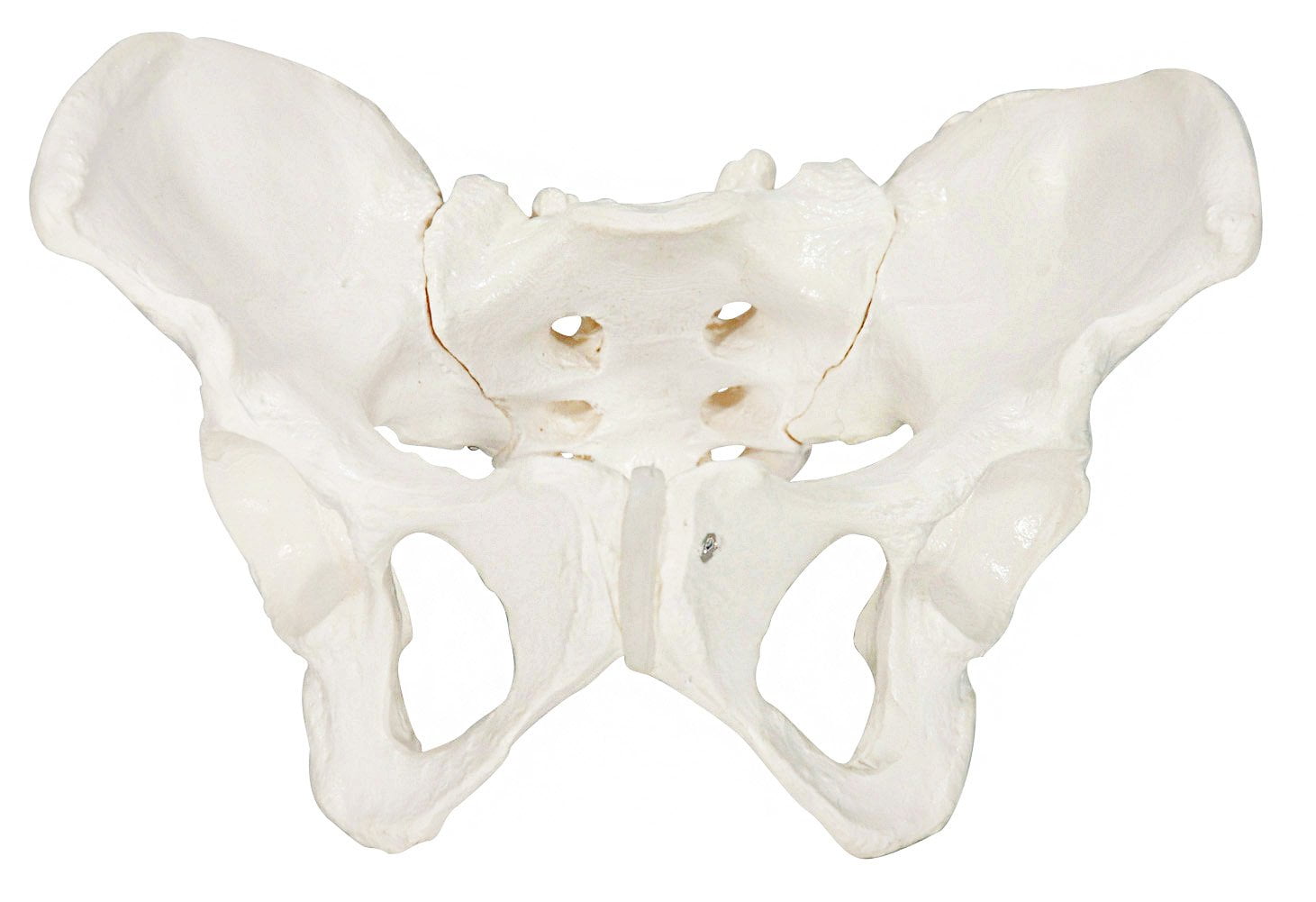 Axis Scientific Skeletal Model of The Female Pelvis | Anatomical Female ...