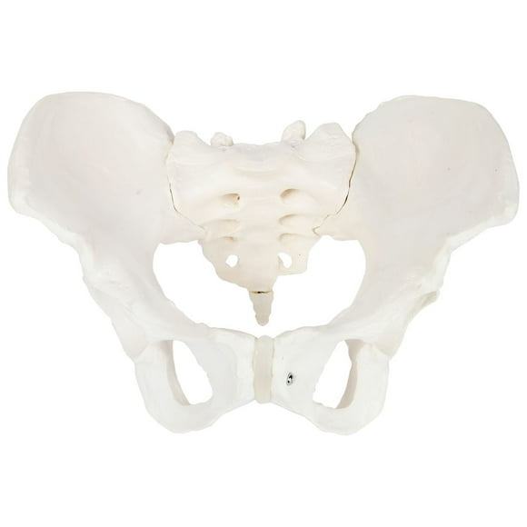 Female Pelvic Anatomy Bones