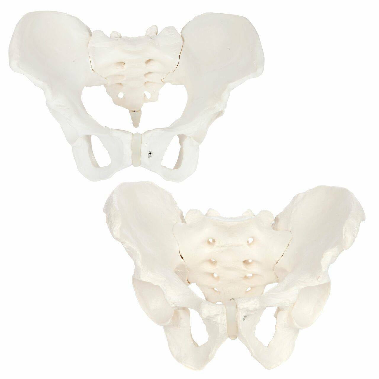 Axis Scientific Skeletal Pelvis Anatomy Model Set, 2pc Set of Male and ...