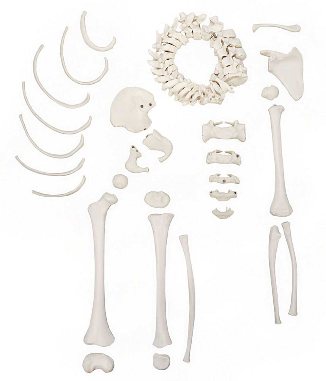 Axis Scientific Skeleton Model of a 5-Year Old Child, Half ...