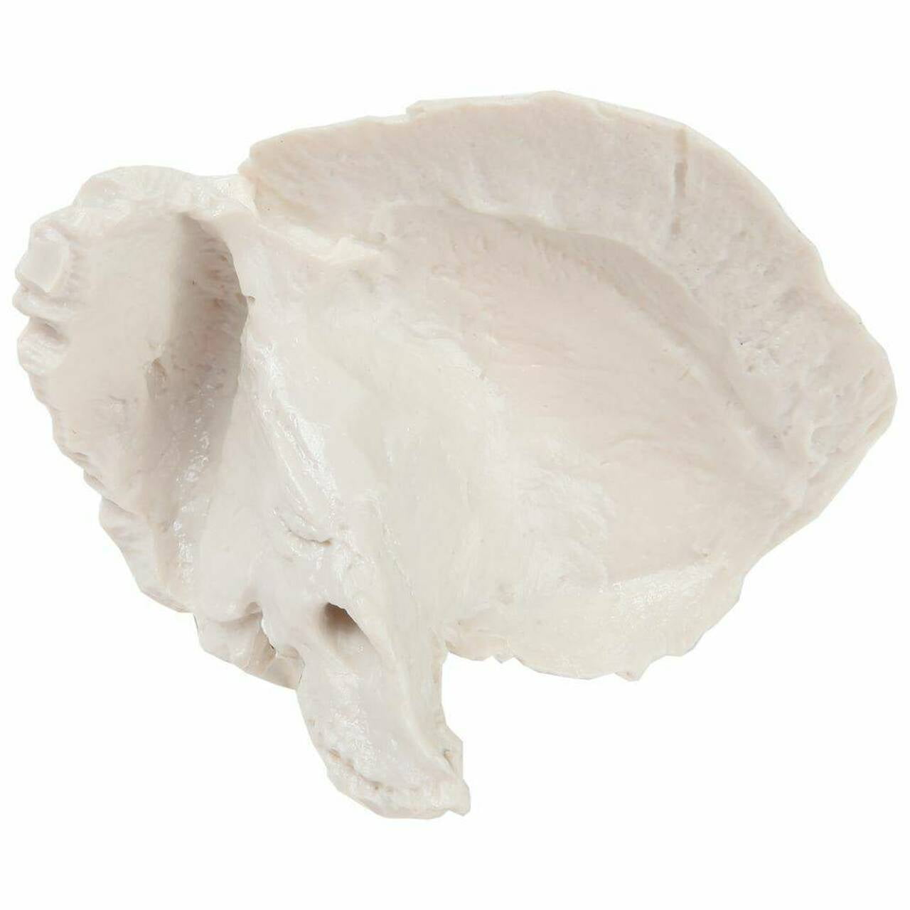 Axis Scientific Temporal Bone - Left, human skull anatomy model ...