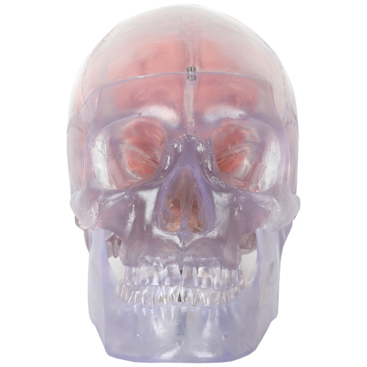 Axis Scientific 3-Part Life-Size Clear Human Skull with 8-Part Brain ...