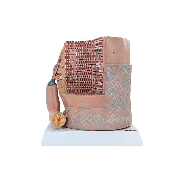 Axis Scientific Transversely Striated Muscle Fiber with Motor End-Plate ...