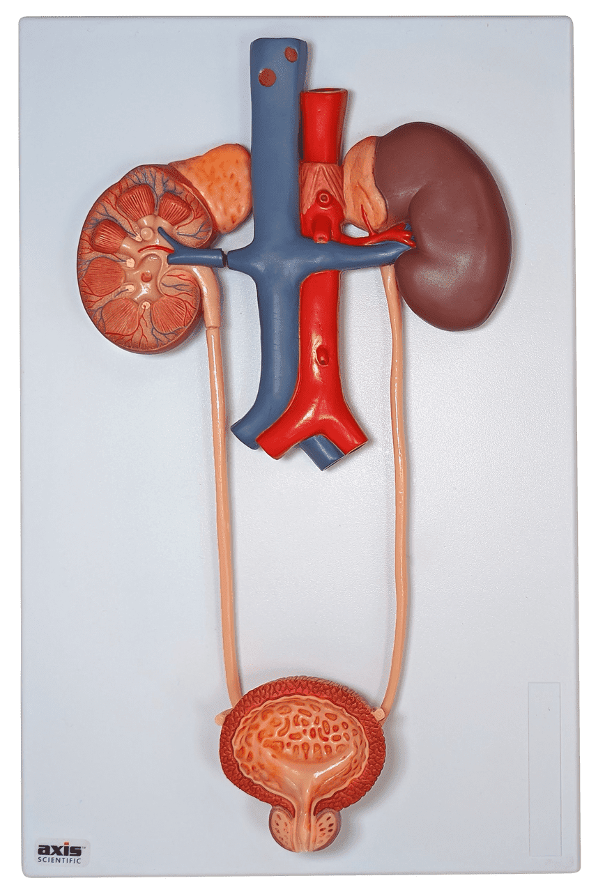 Axis Scientific Urinary System Relief Model – Life-Size Human Urinary ...