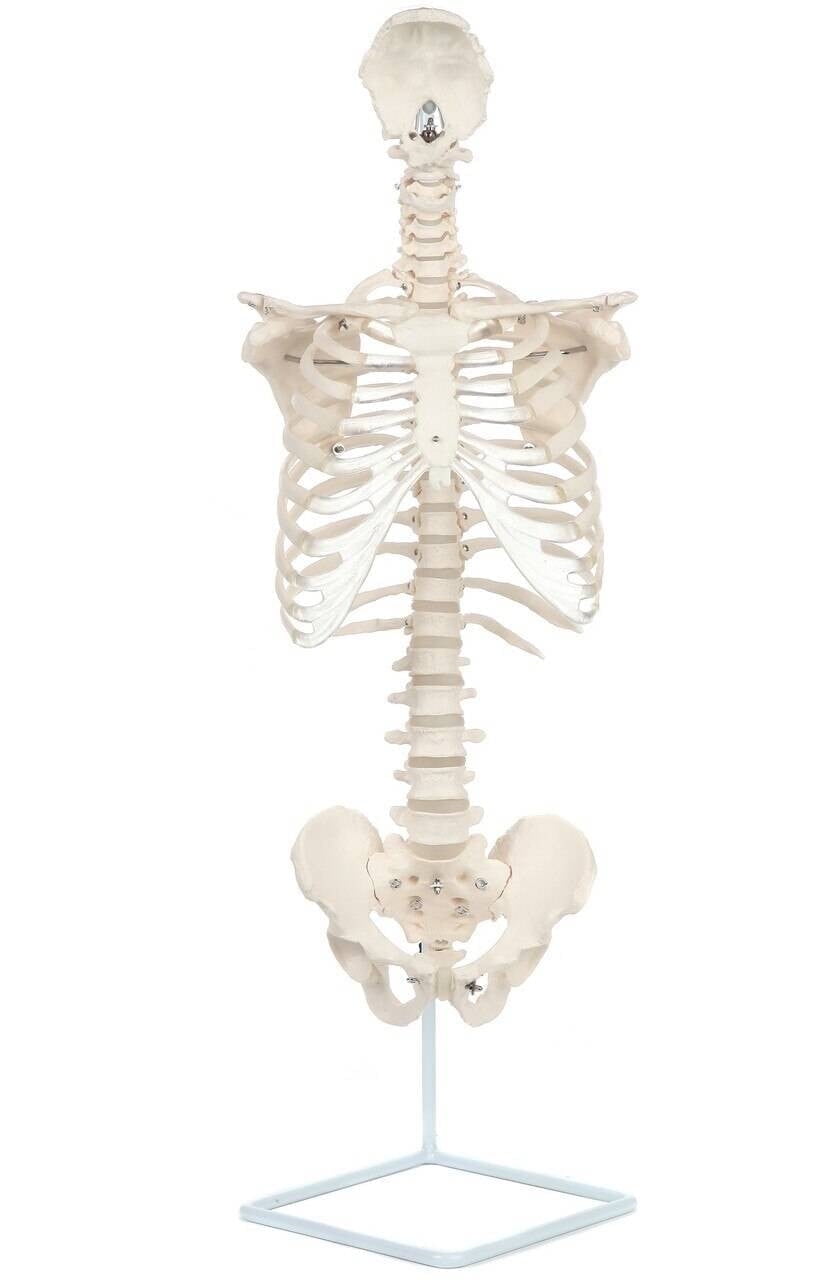 Axis Scientific Life Size Rib Cage Anatomy Model with Vertebral Column ...