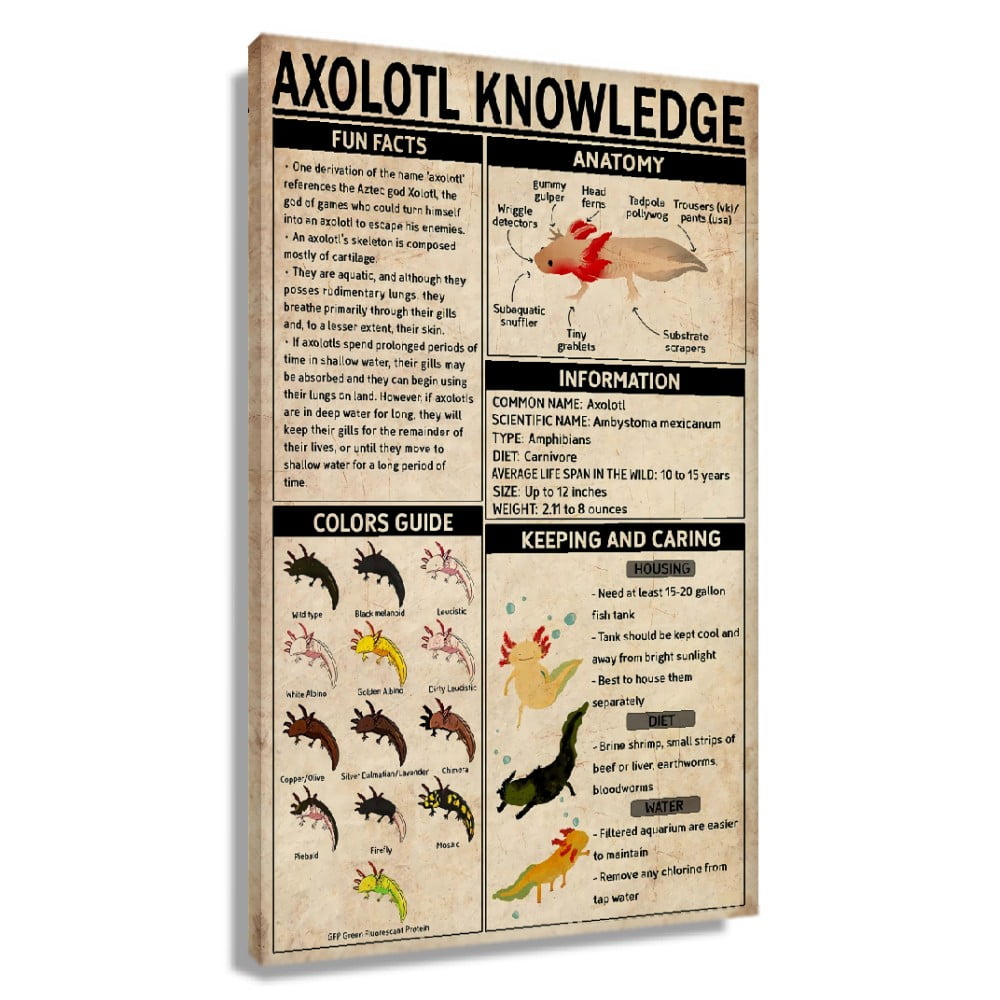 Axolotl Knowledge Canvas Wall Art, Educational Poster, Print for Living ...