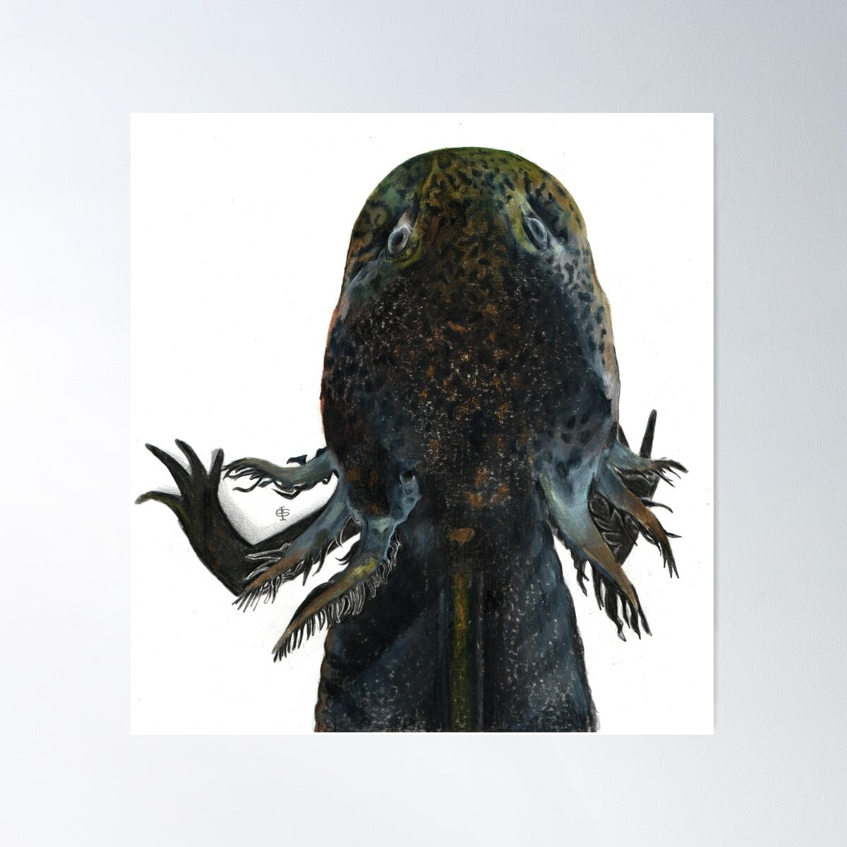 Axolotl Poster, 12x18 UNFRAMED - Walmart.com