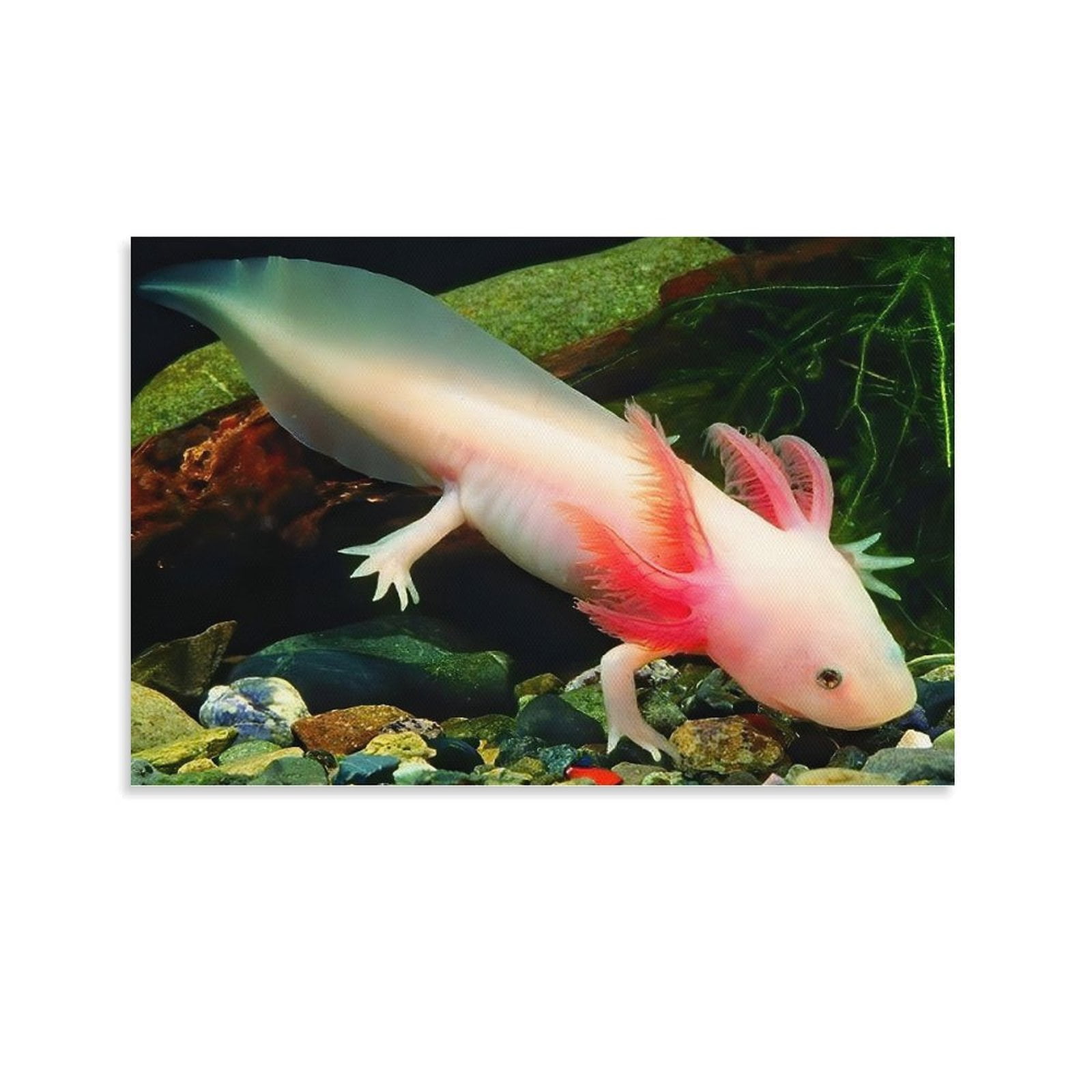 Axolotl Wallpapers Education Poster Print Wall Art Picture Painting ...