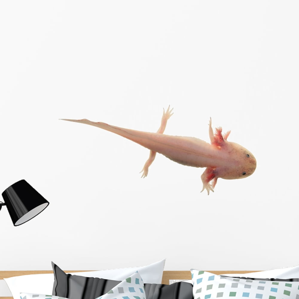 Axolotl White Wall Mural Decal by Wallmonkeys Vinyl Peel and Stick ...