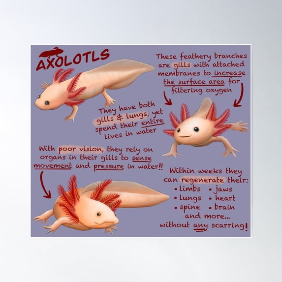 Axolotls Fun Facts Poster Wall Art, Modern Wall Decor For Living Room ...