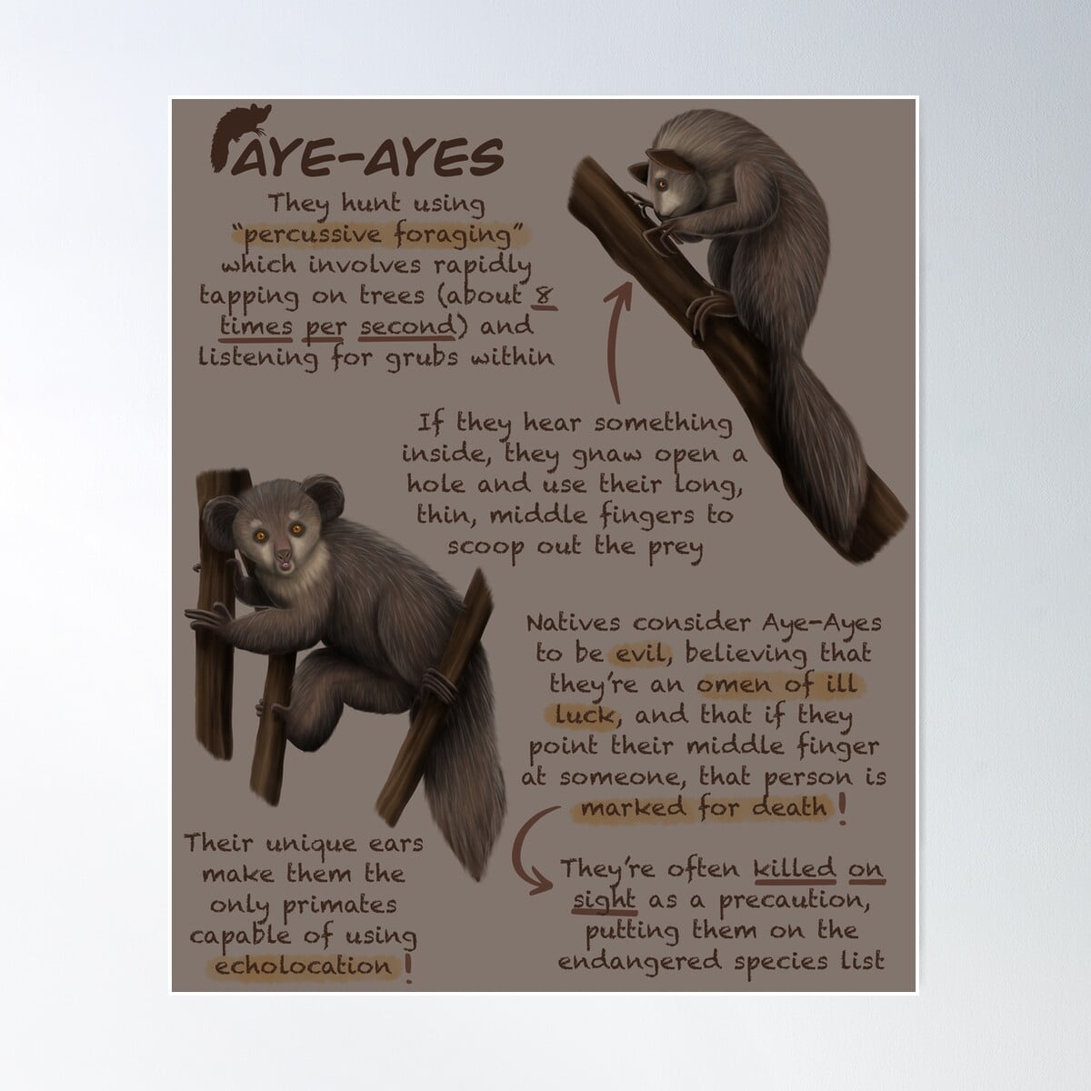 Aye Ayes Fun Animal Facts Poster Wall Art, Modern Wall Decor For Living ...