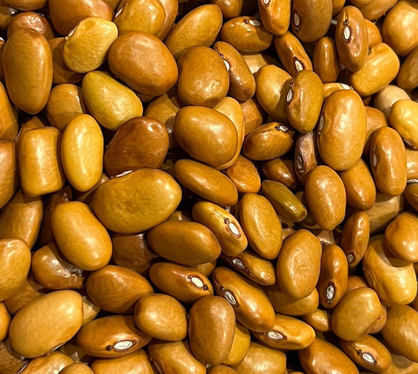 Sherwood's Seeds 20 Ayocote Amarillo Bean Plant Seed, Dense and Starchy ...