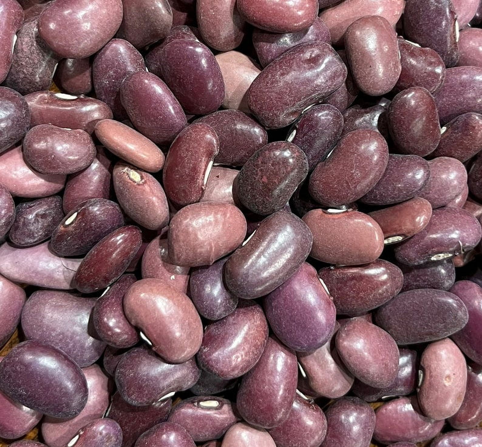 Sherwood's Seeds 20 Ayocote Morado Bean Plant Seeds - Walmart.com