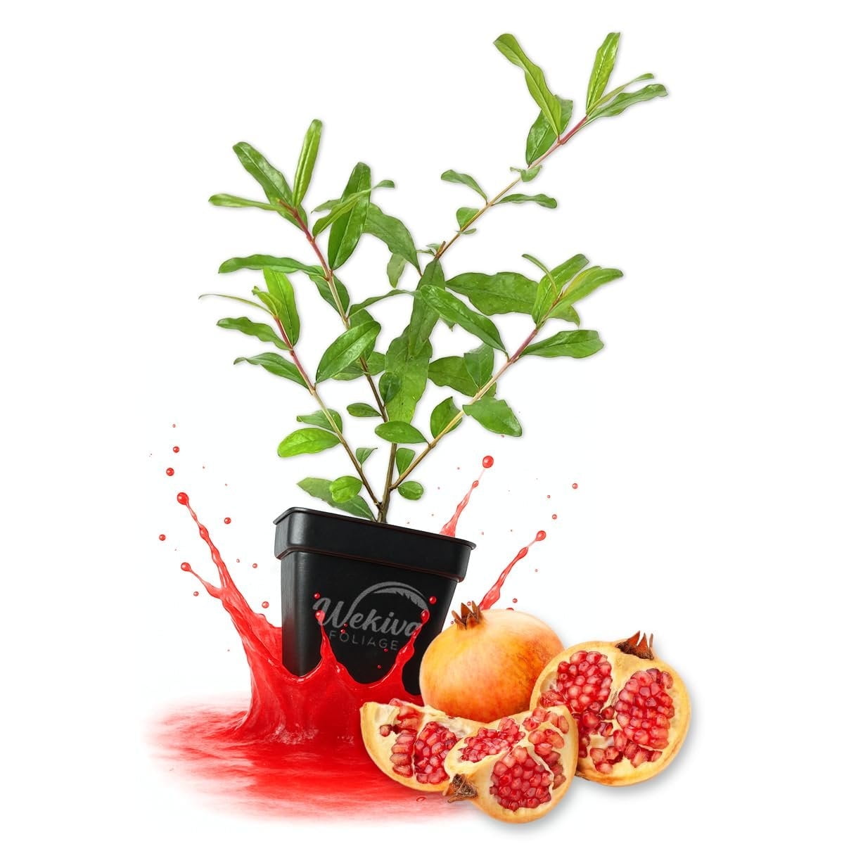 Azadi Pomegranate Tree - 1 Live Plant in a 3 Inch Growers Pot - Edible ...