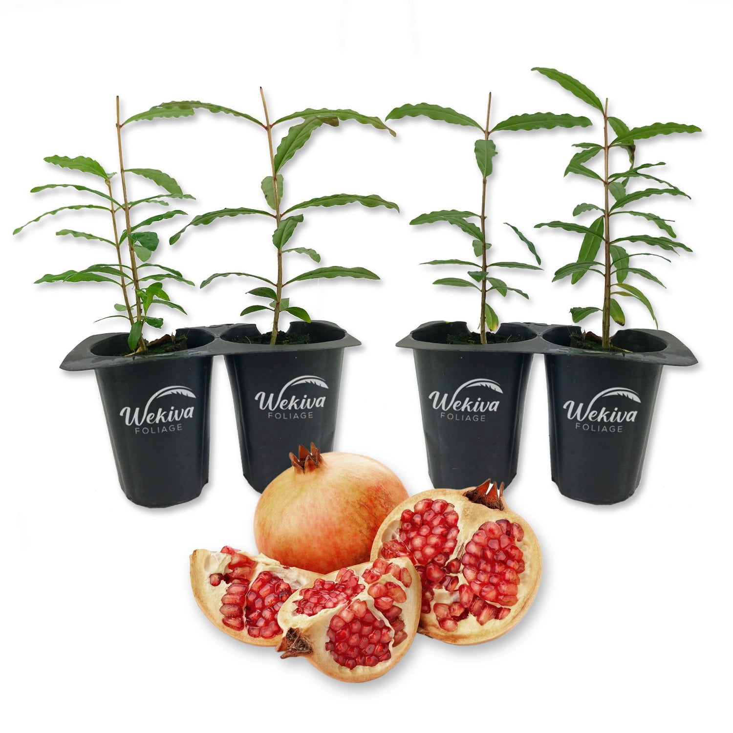 Azadi Pomegranate Tree - 4 Live Tissue Culture Starter Plants - Edible ...