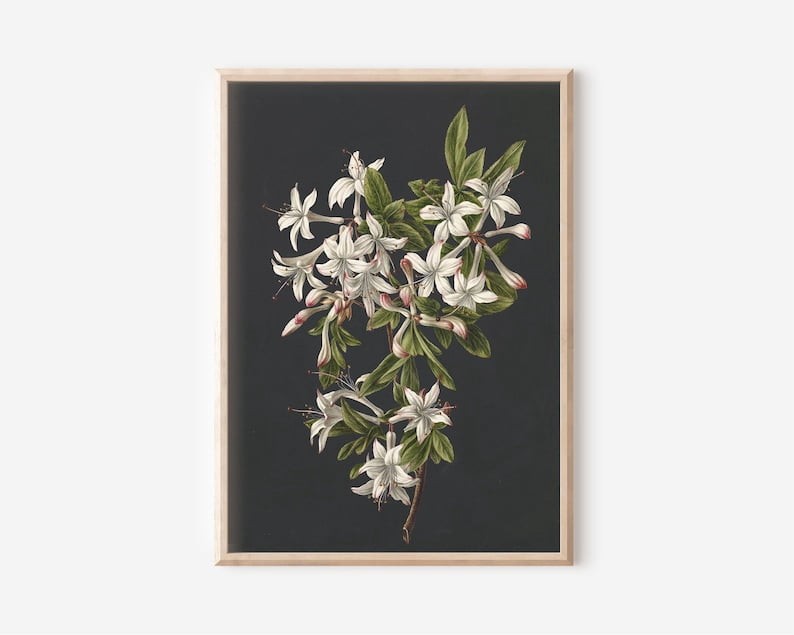 Azalea Botanical Antique 19th Century Poster Unframed Paper Print ...