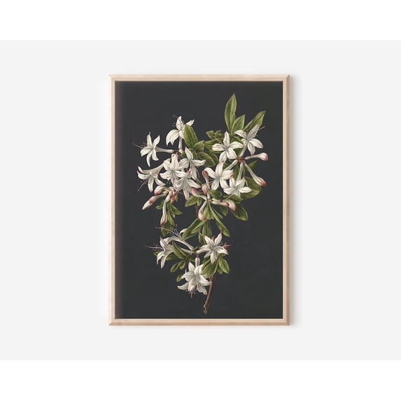 Azalea Botanical Antique 19th Century Poster Unframed Paper Print ...